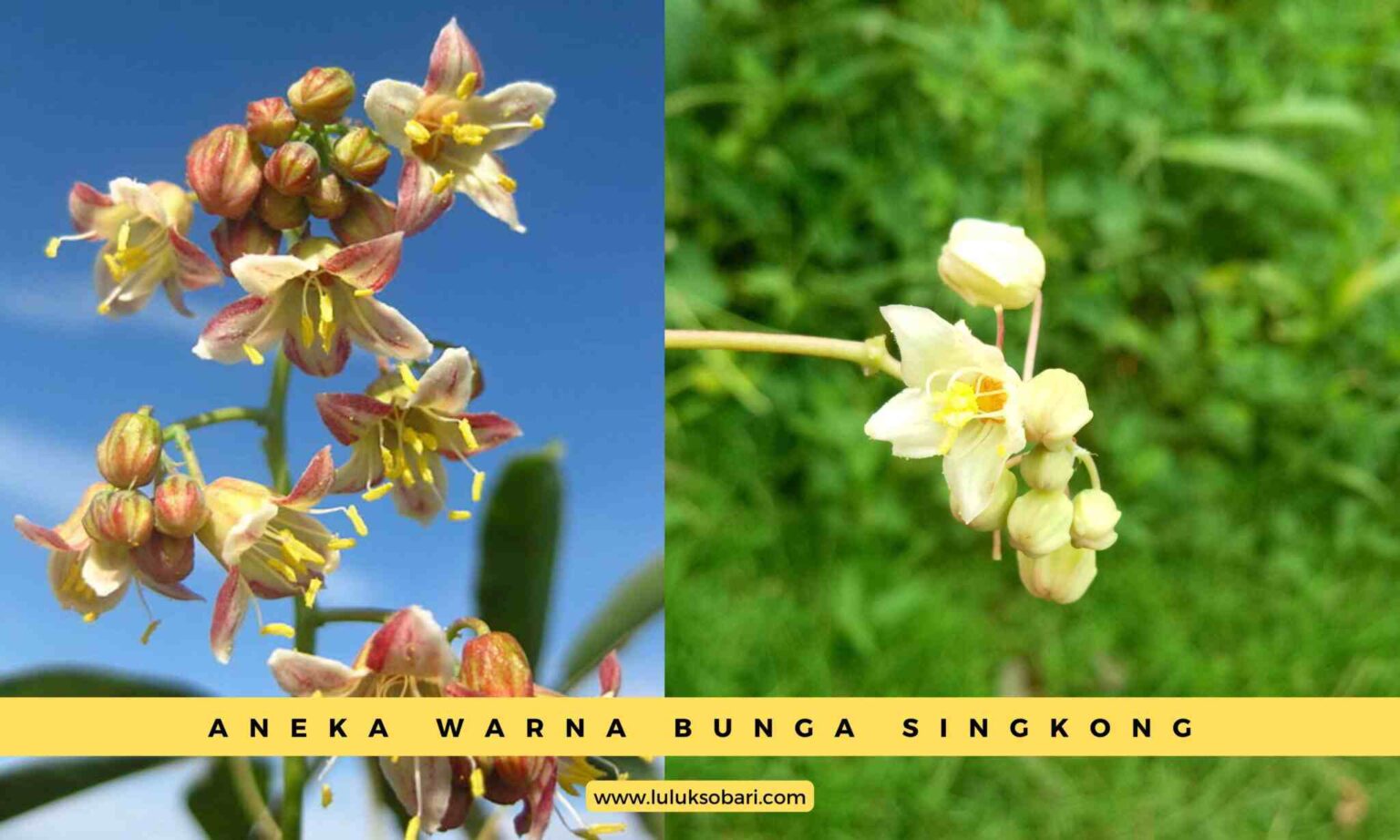 √ Inilah Bentuk Biji, Bunga, dan Buah Singkong: Disertai dengan Gambar