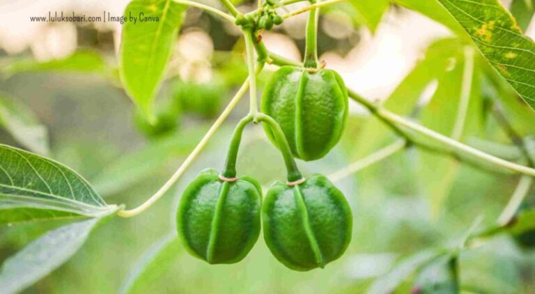 √ Inilah Bentuk Biji, Bunga, dan Buah Singkong: Disertai dengan Gambar