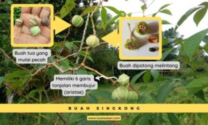 √ Inilah Bentuk Biji, Bunga, dan Buah Singkong: Disertai dengan Gambar