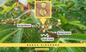 √ Inilah Bentuk Biji, Bunga, dan Buah Singkong: Disertai dengan Gambar